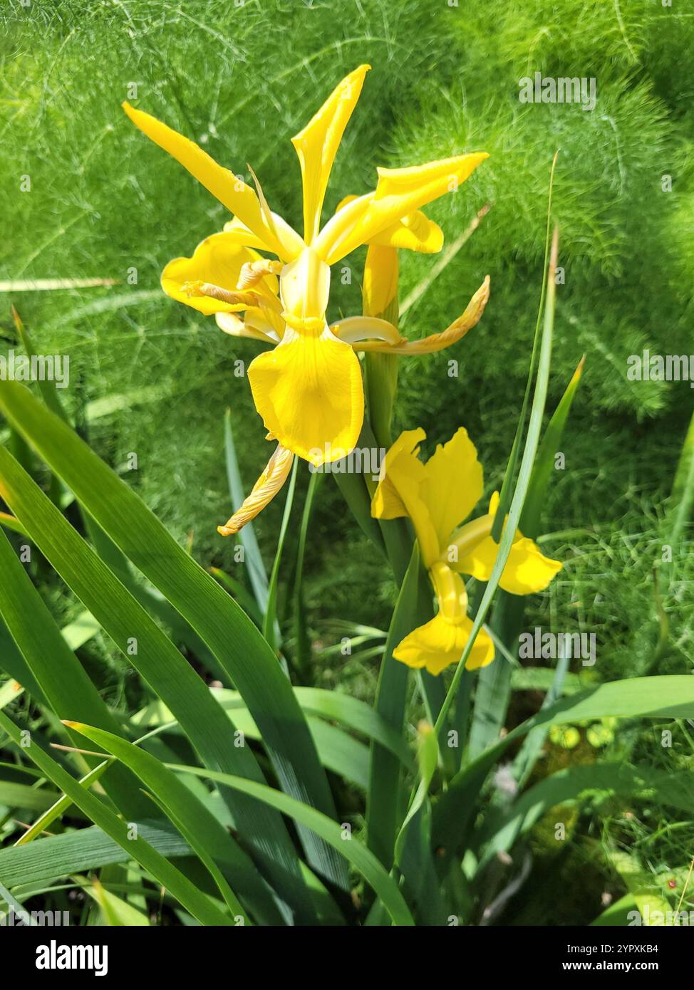 Common Beardless Irises (Limniris Stock Photo - Alamy