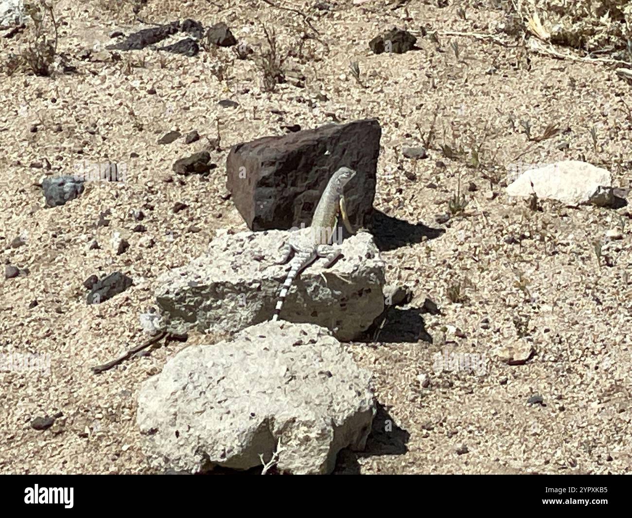 Zebra-tailed Lizard (Callisaurus draconoides Stock Photo - Alamy