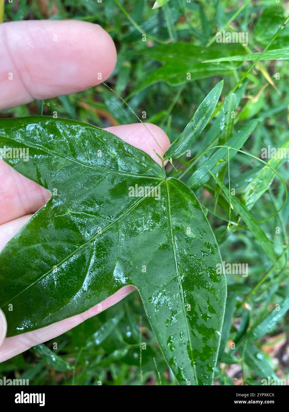 Passiflora suberosa hi-res stock photography and images - Alamy