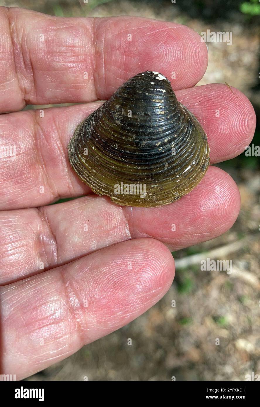 Asian Clam (Corbicula fluminea Stock Photo - Alamy