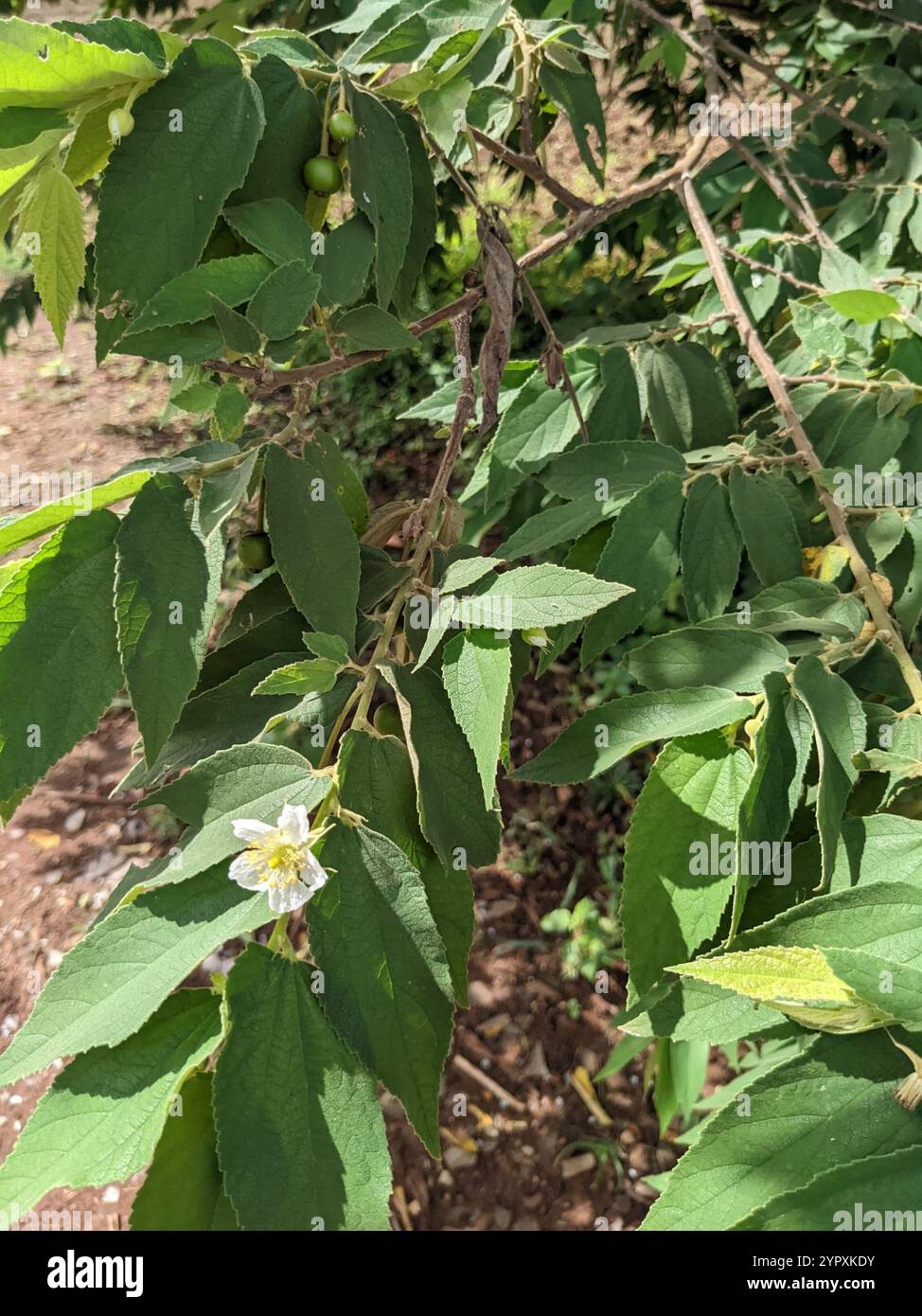Calabur tree hi-res stock photography and images - Alamy