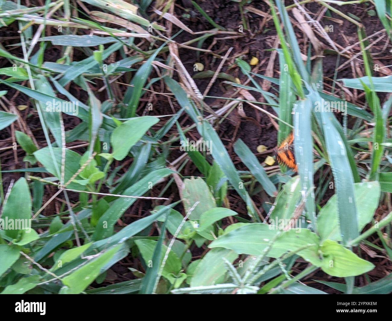 African Joker (Byblia anvatara Stock Photo - Alamy