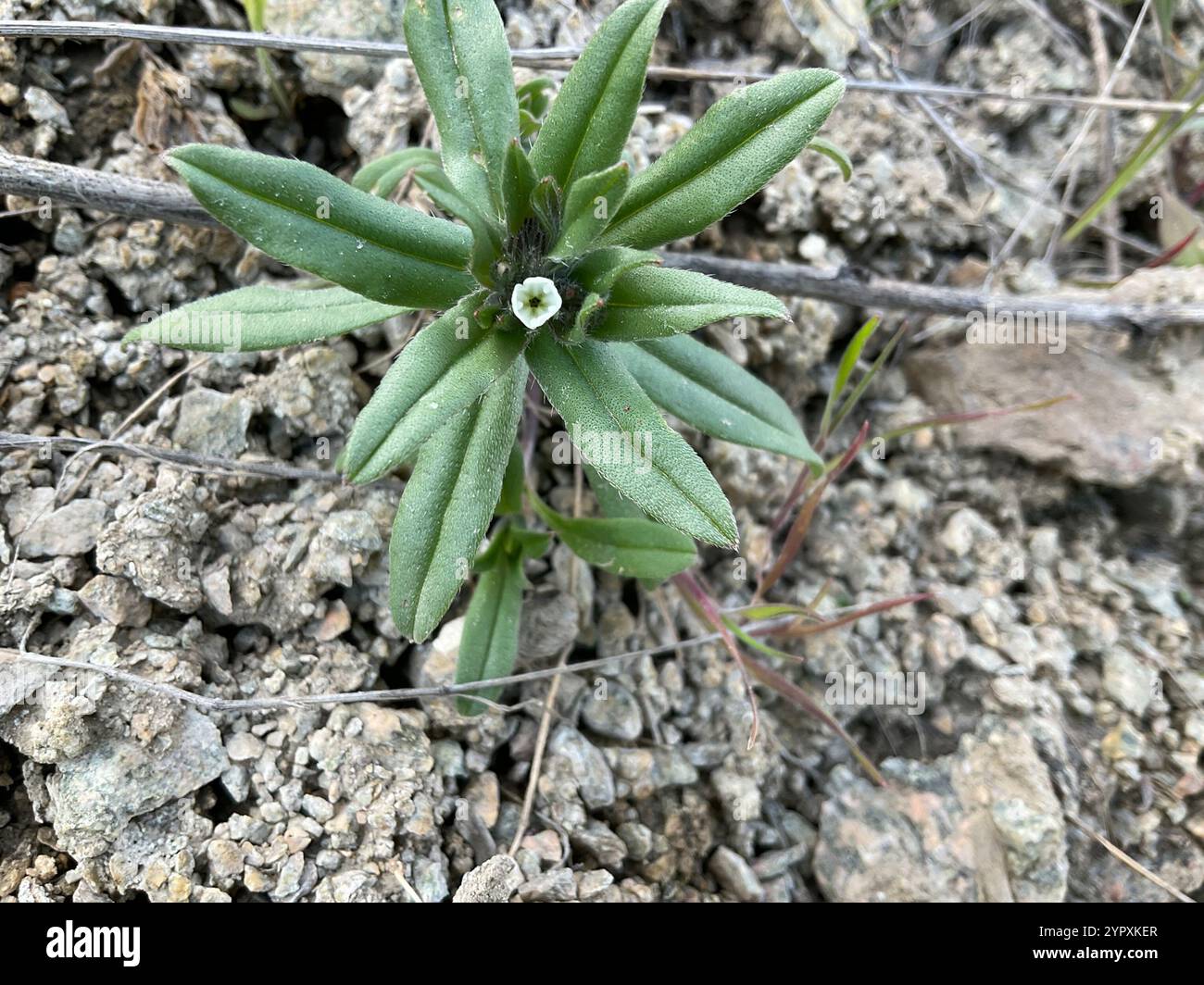 corn gromwell (Buglossoides arvensis Stock Photo - Alamy