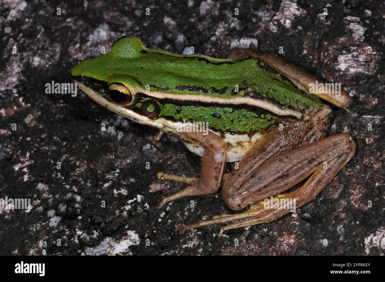 Green Paddy Frog (Hylarana erythraea Stock Photo - Alamy
