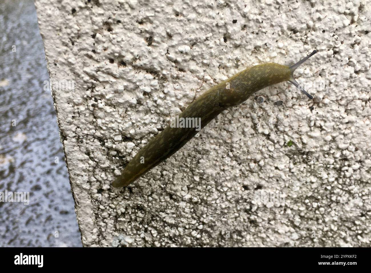Cellar Slugs (Limacus Stock Photo - Alamy