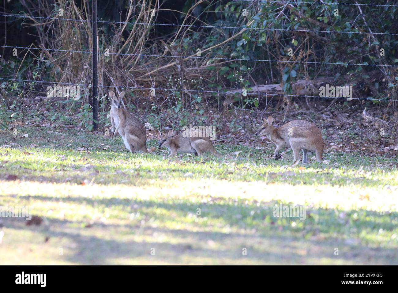 Agile Wallaby (Notamacropus agilis Stock Photo - Alamy