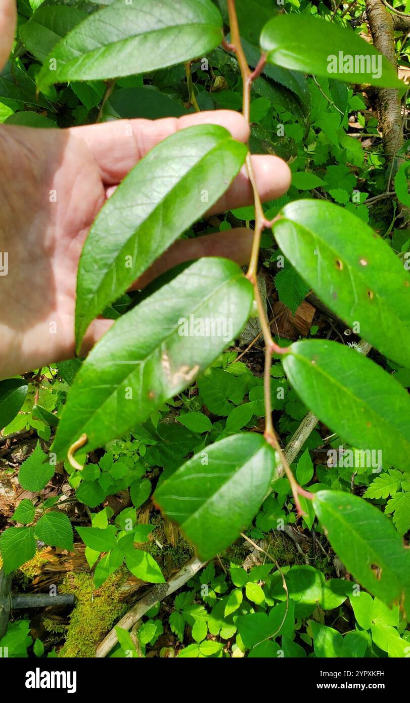 mountain doghobble (Leucothoe fontanesiana Stock Photo - Alamy