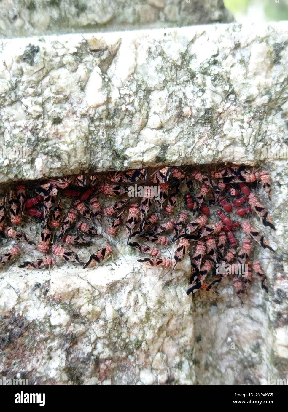 Common Barklice (Psocidae Stock Photo - Alamy