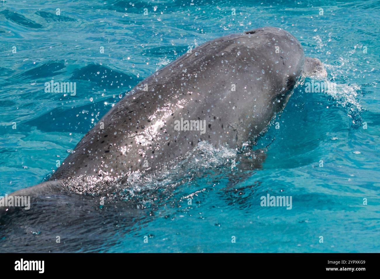 Common Bottlenose Dolphin (Tursiops truncatus Stock Photo - Alamy