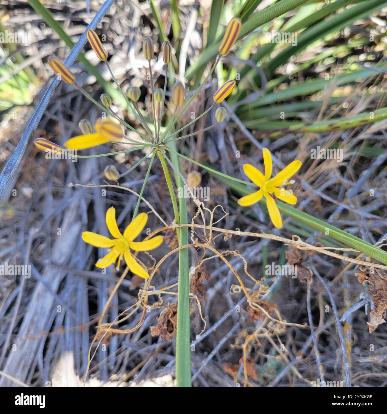 Bloomeria hi-res stock photography and images - Alamy