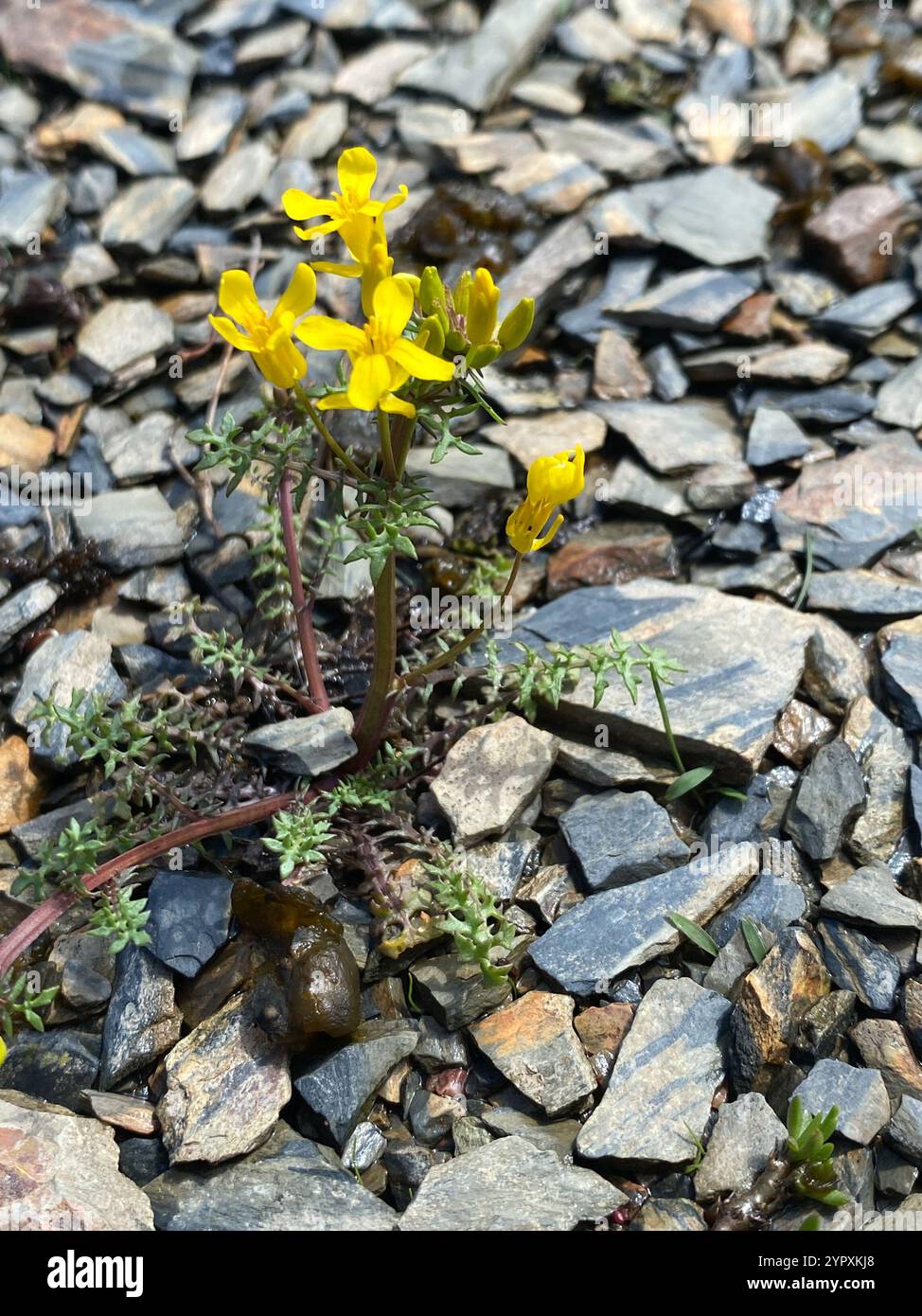golden selenia (Selenia aurea Stock Photo - Alamy