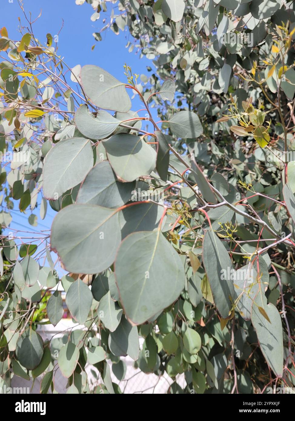 Silver Dollar Gum (Eucalyptus polyanthemos Stock Photo - Alamy