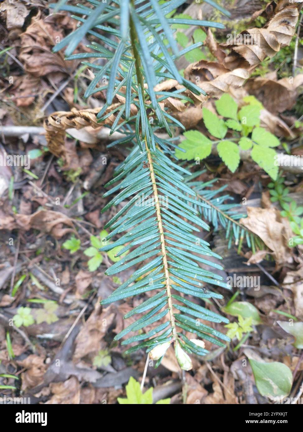 grand fir (Abies grandis Stock Photo - Alamy