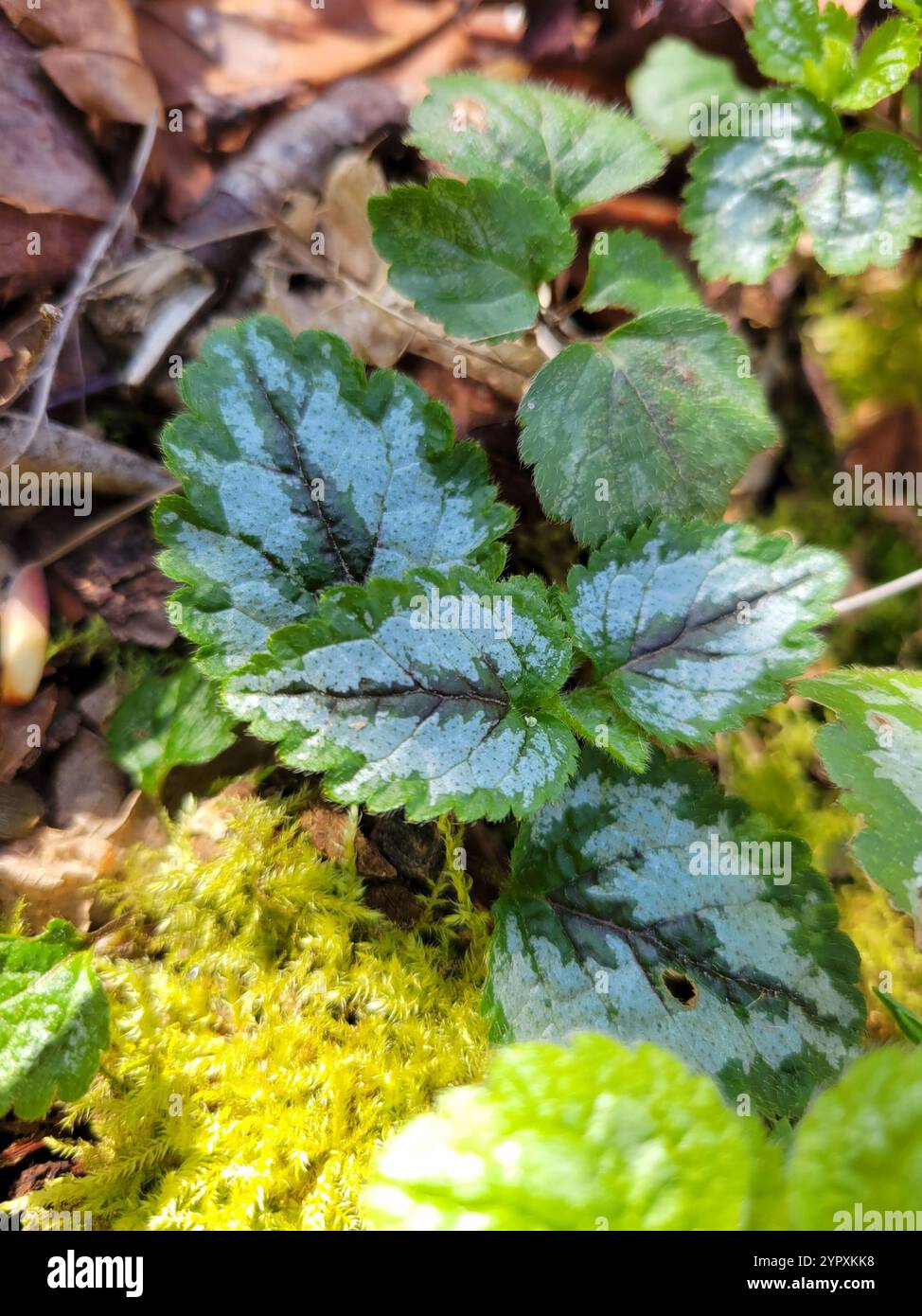 Variegated Yellow Archangel (Lamium galeobdolon argentatum Stock Photo ...