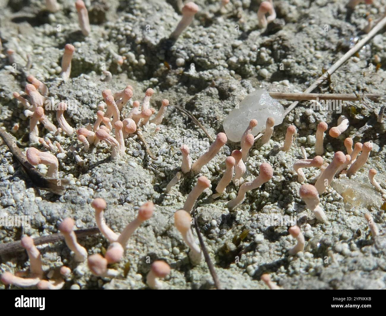 Pink Earth Lichen (Dibaeis baeomyces Stock Photo - Alamy