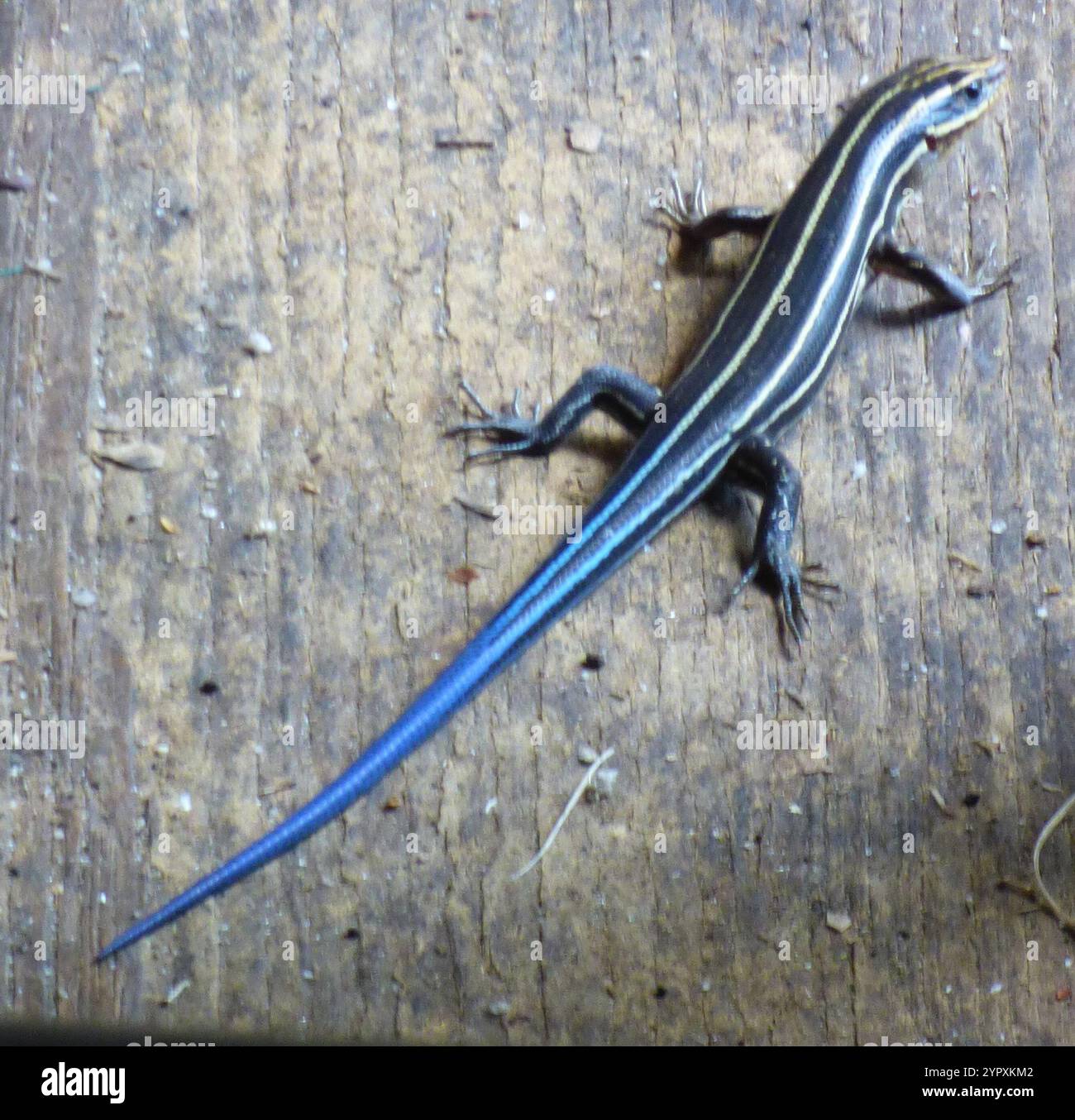 Toothy Skinks (Plestiodon Stock Photo - Alamy