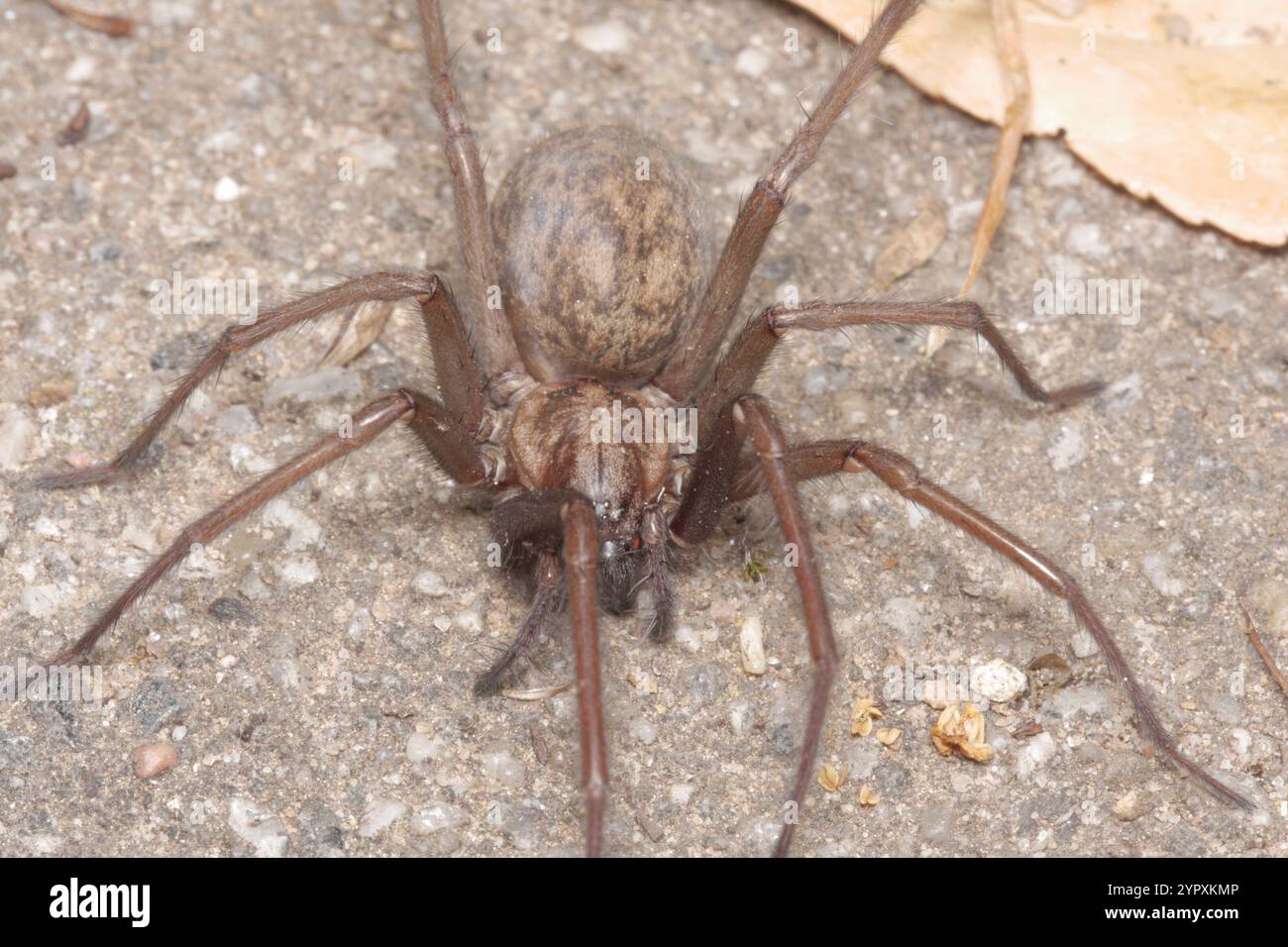 Giant House Spider (Eratigena atrica Stock Photo - Alamy