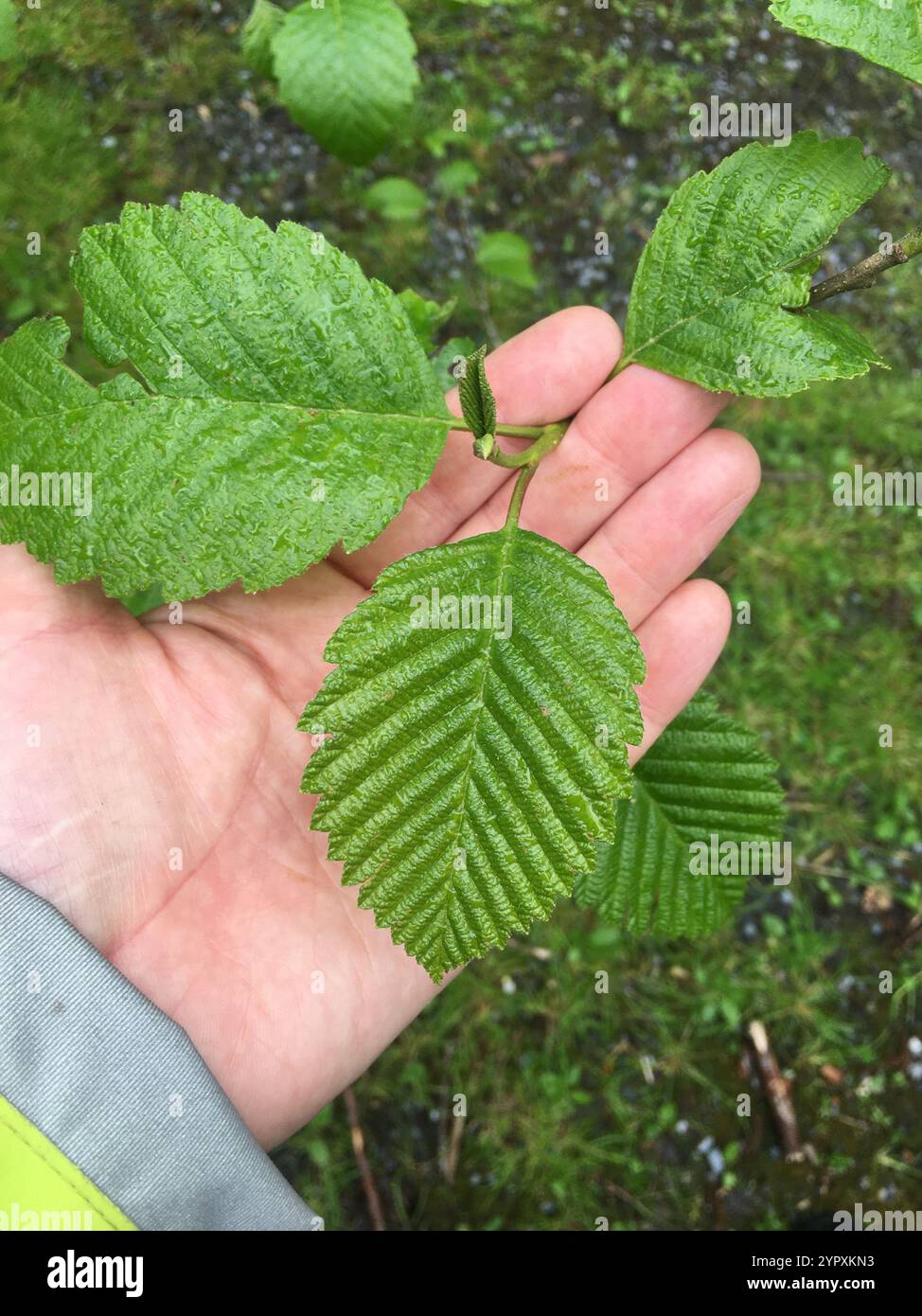Red Alder (Alnus rubra Stock Photo - Alamy