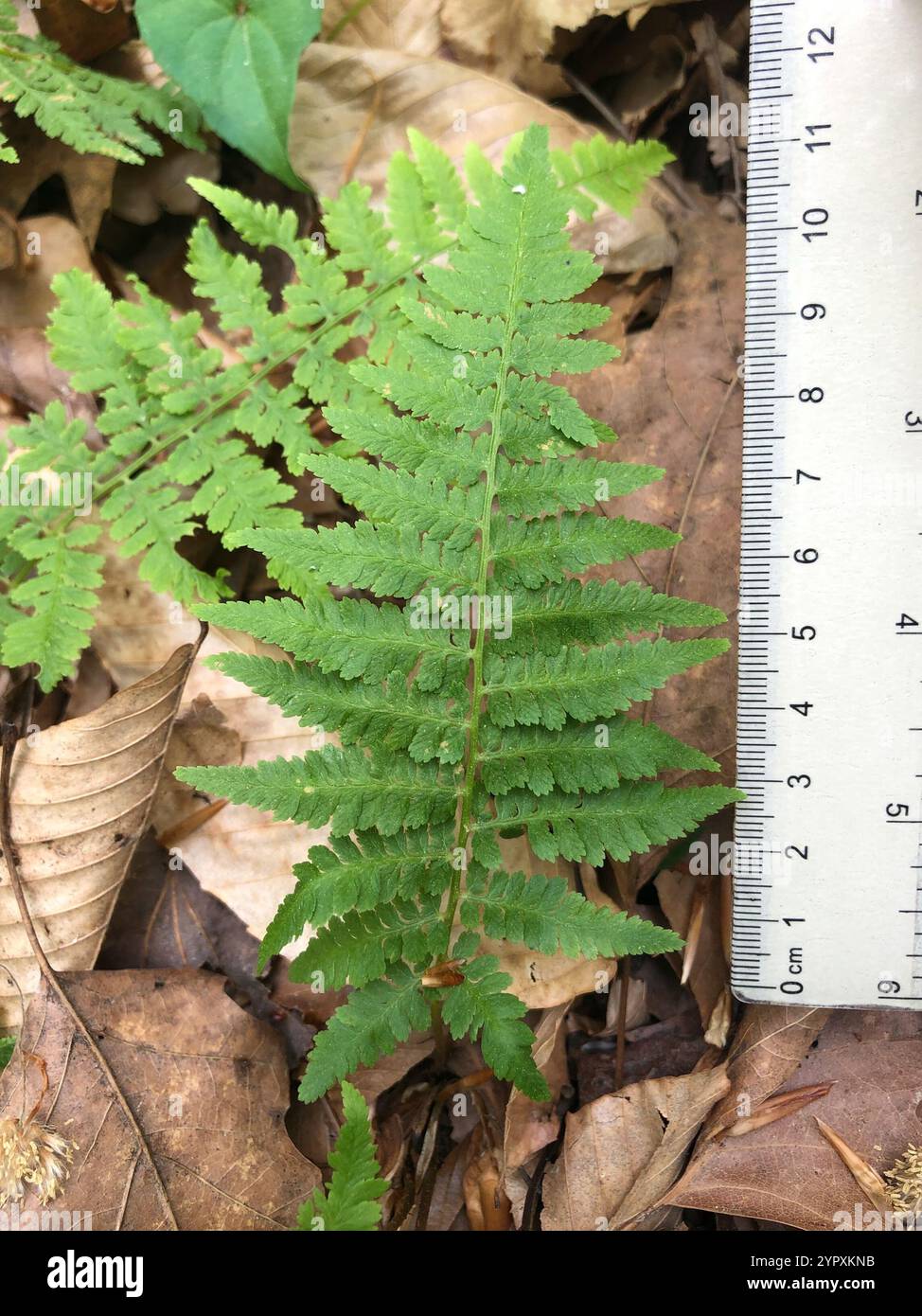 southern lady fern (Athyrium asplenioides Stock Photo - Alamy