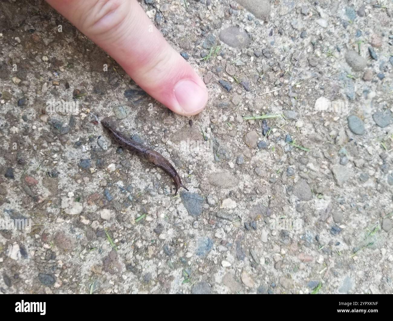 Milky Slug (Deroceras reticulatum Stock Photo - Alamy