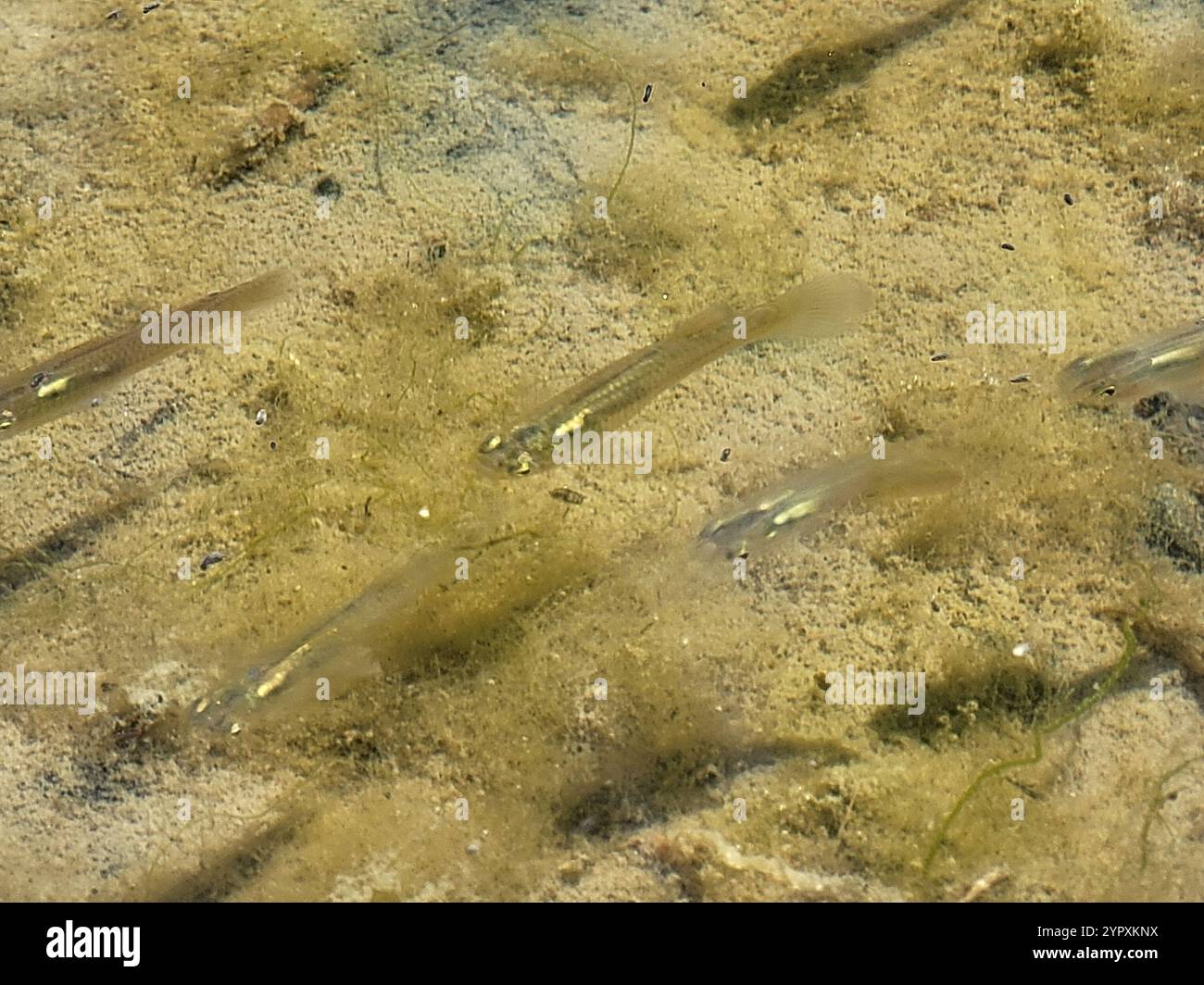 Gambusia affinis affinis hi-res stock photography and images - Alamy