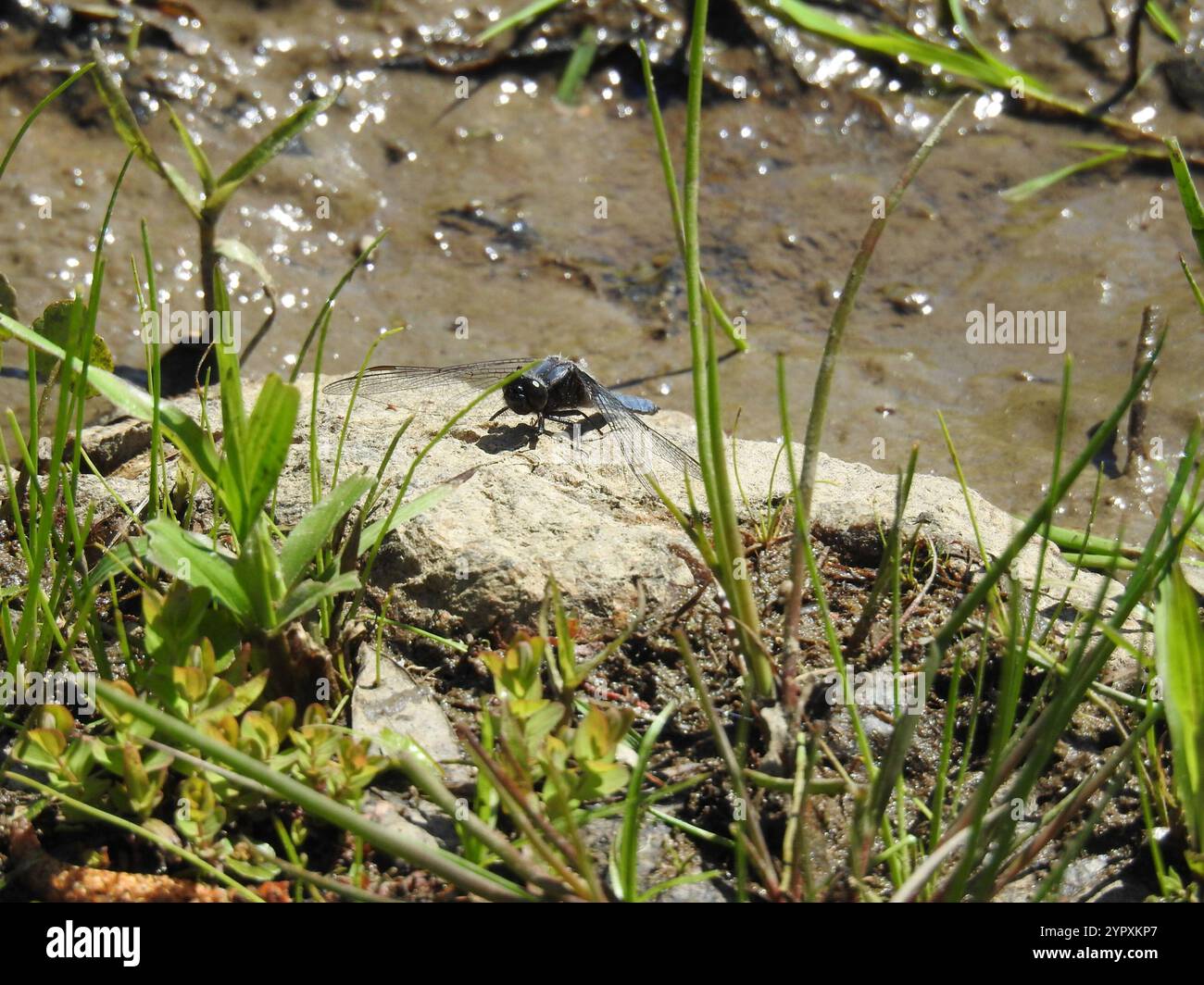 Blue Corporal (Ladona deplanata Stock Photo - Alamy