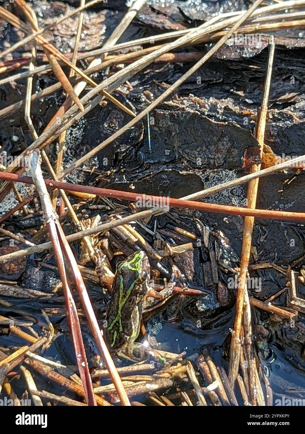 Southern Cricket Frog (Acris gryllus Stock Photo - Alamy