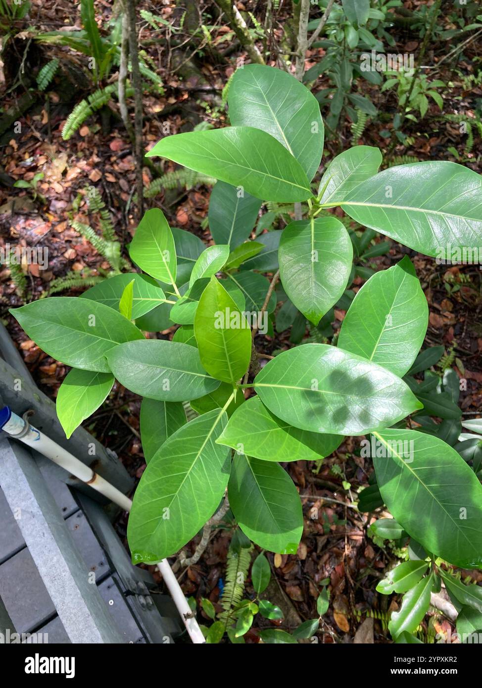 Florida Strangler Fig (Ficus aurea Stock Photo - Alamy