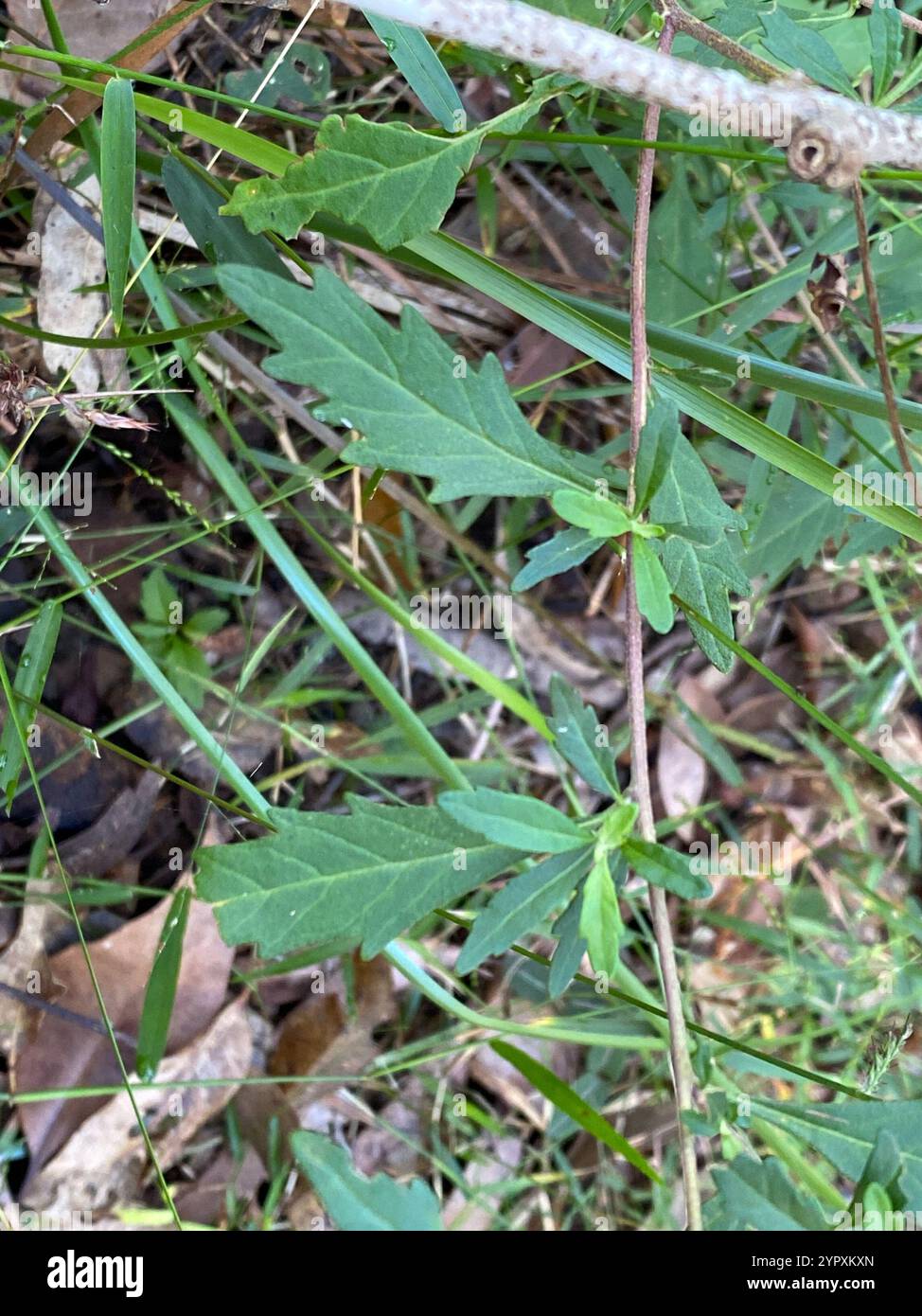 blue bonnet (Centratherum riparium Stock Photo - Alamy
