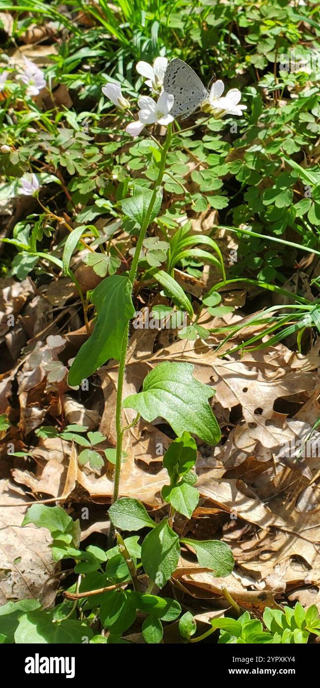 Spring Azure (Celastrina ladon Stock Photo - Alamy