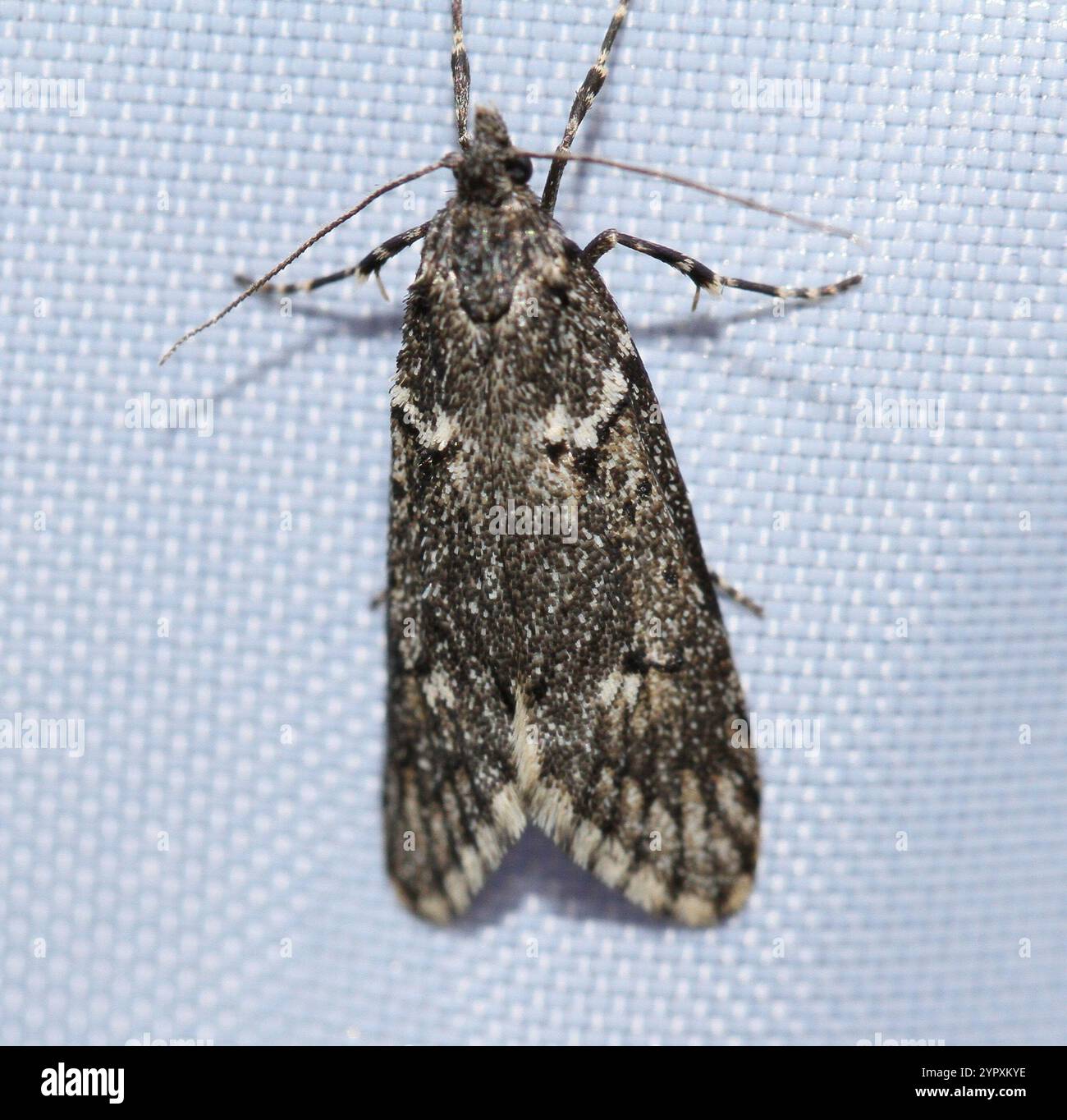 Diurnea hi-res stock photography and images - Alamy