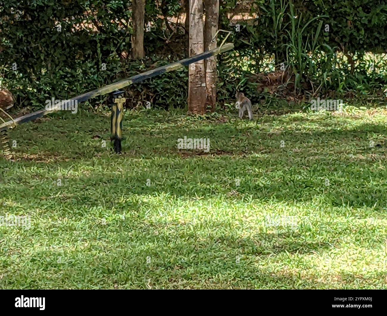 Old World Monkeys (Cercopithecidae Stock Photo - Alamy