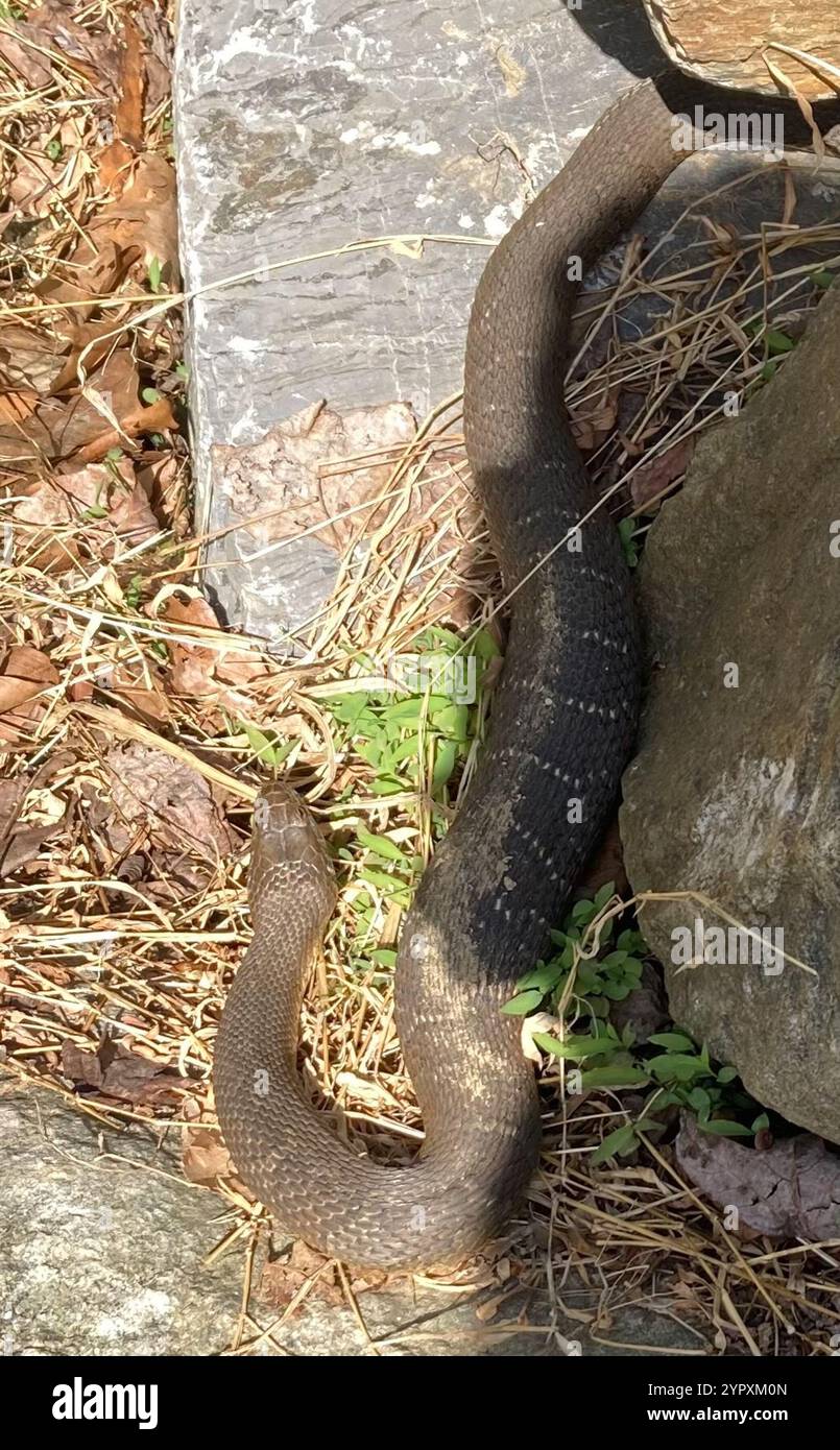 Northern Watersnake (Nerodia sipedon sipedon Stock Photo - Alamy