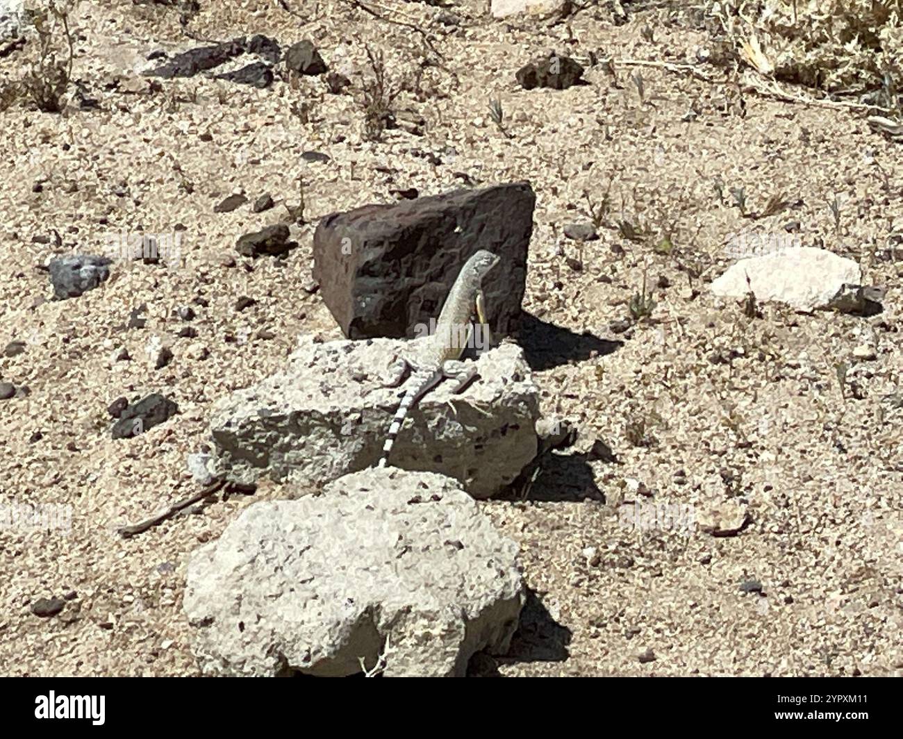 Zebra-tailed Lizard (Callisaurus draconoides Stock Photo - Alamy
