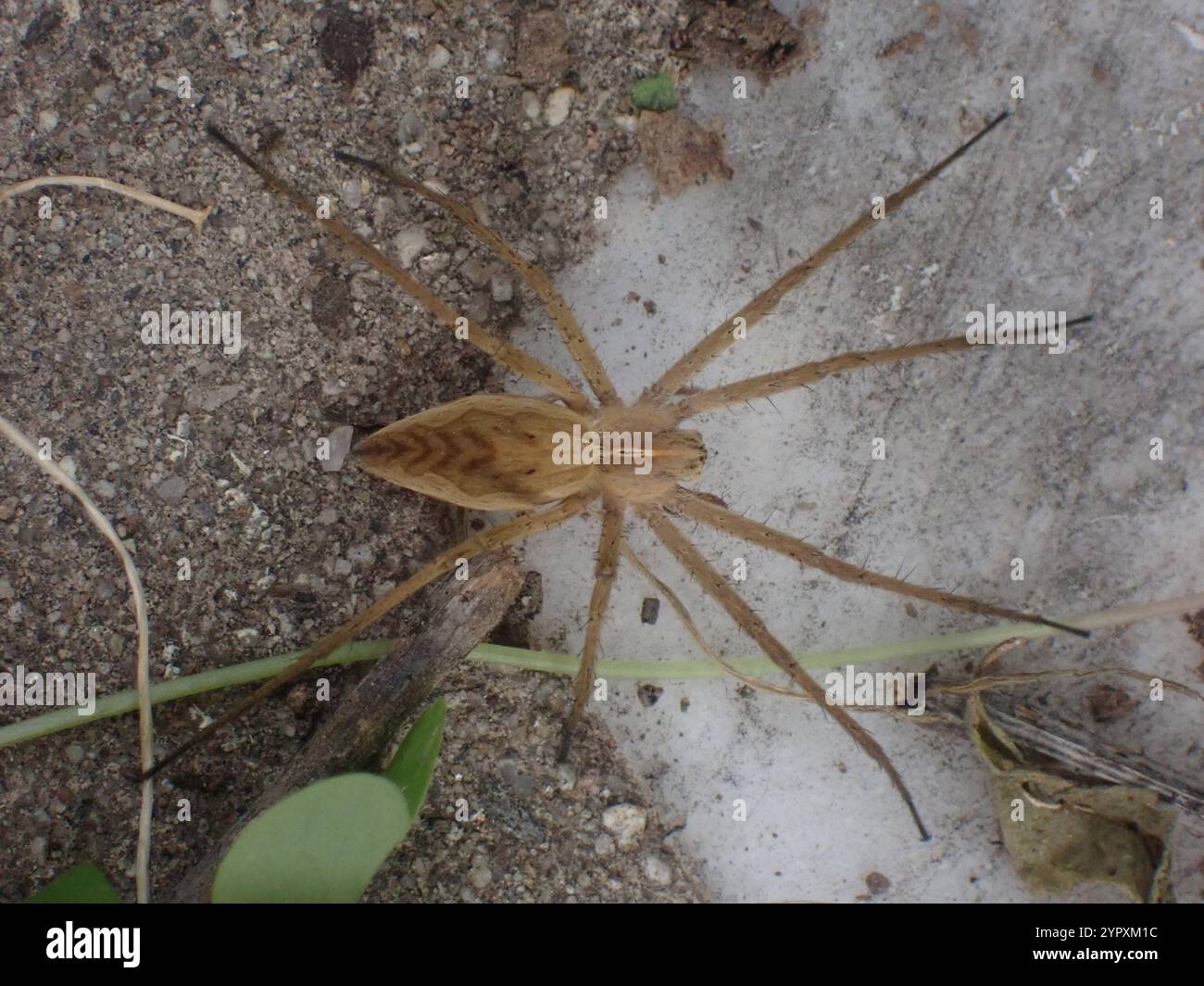 European Nursery Web spider (Pisaura mirabilis Stock Photo - Alamy