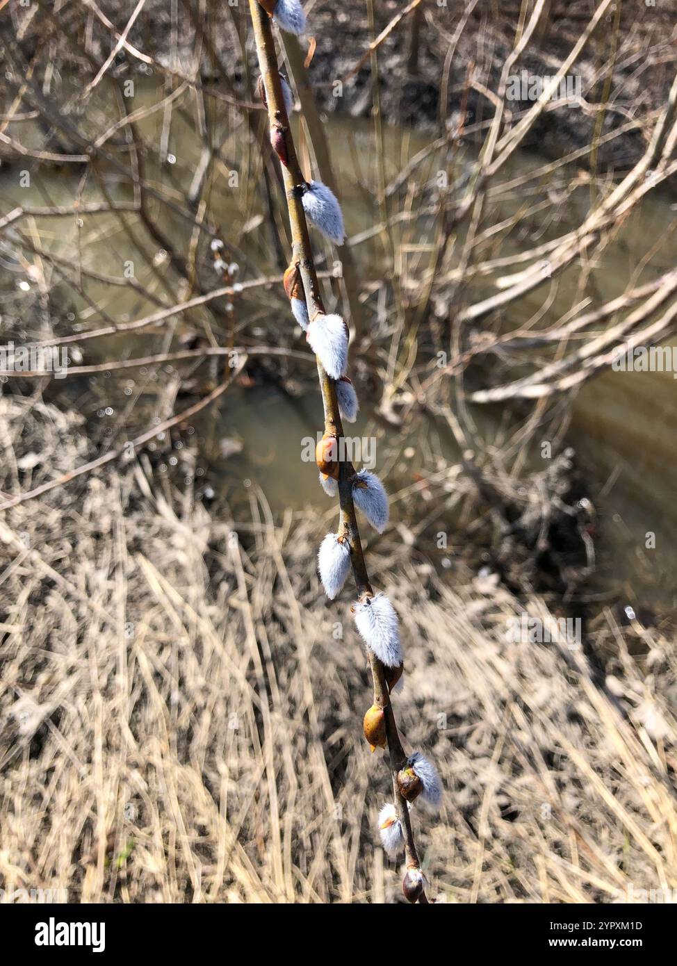 pussy willow (Salix discolor Stock Photo - Alamy