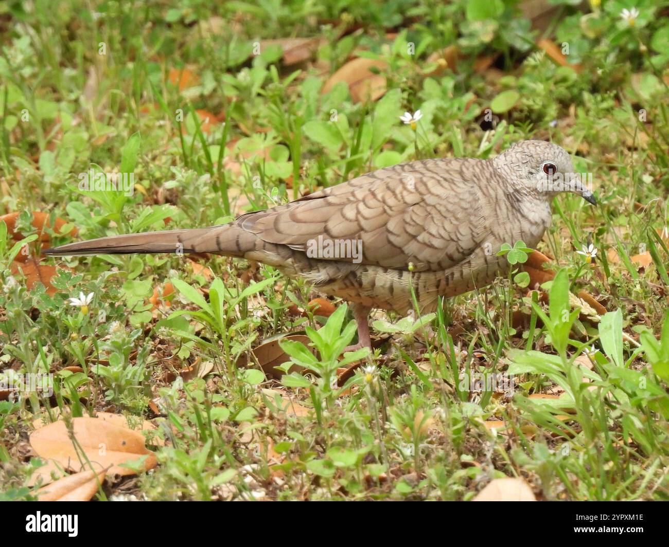 Inca Dove (Columbina inca Stock Photo - Alamy