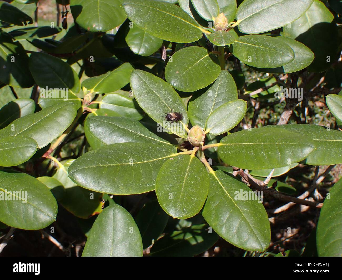 Mining Bees (Andrena Stock Photo - Alamy