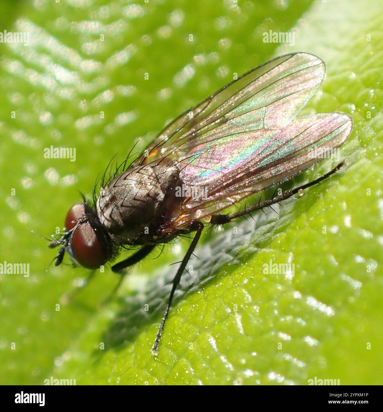 Root-maggot Flies (Anthomyiidae Stock Photo - Alamy