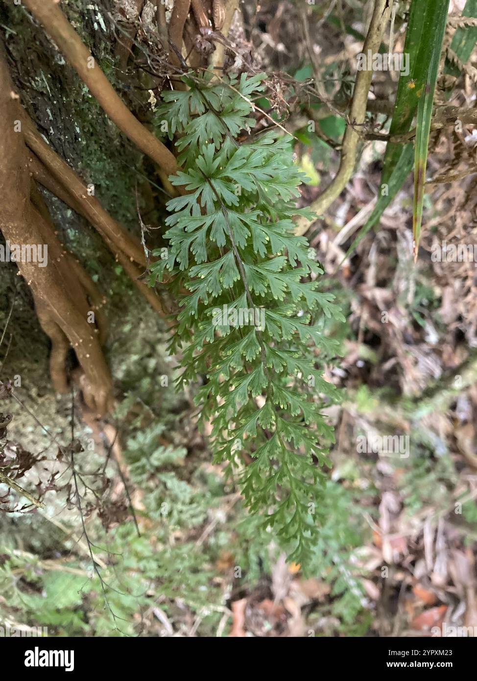 drooping filmy fern (Hymenophyllum demissum Stock Photo - Alamy
