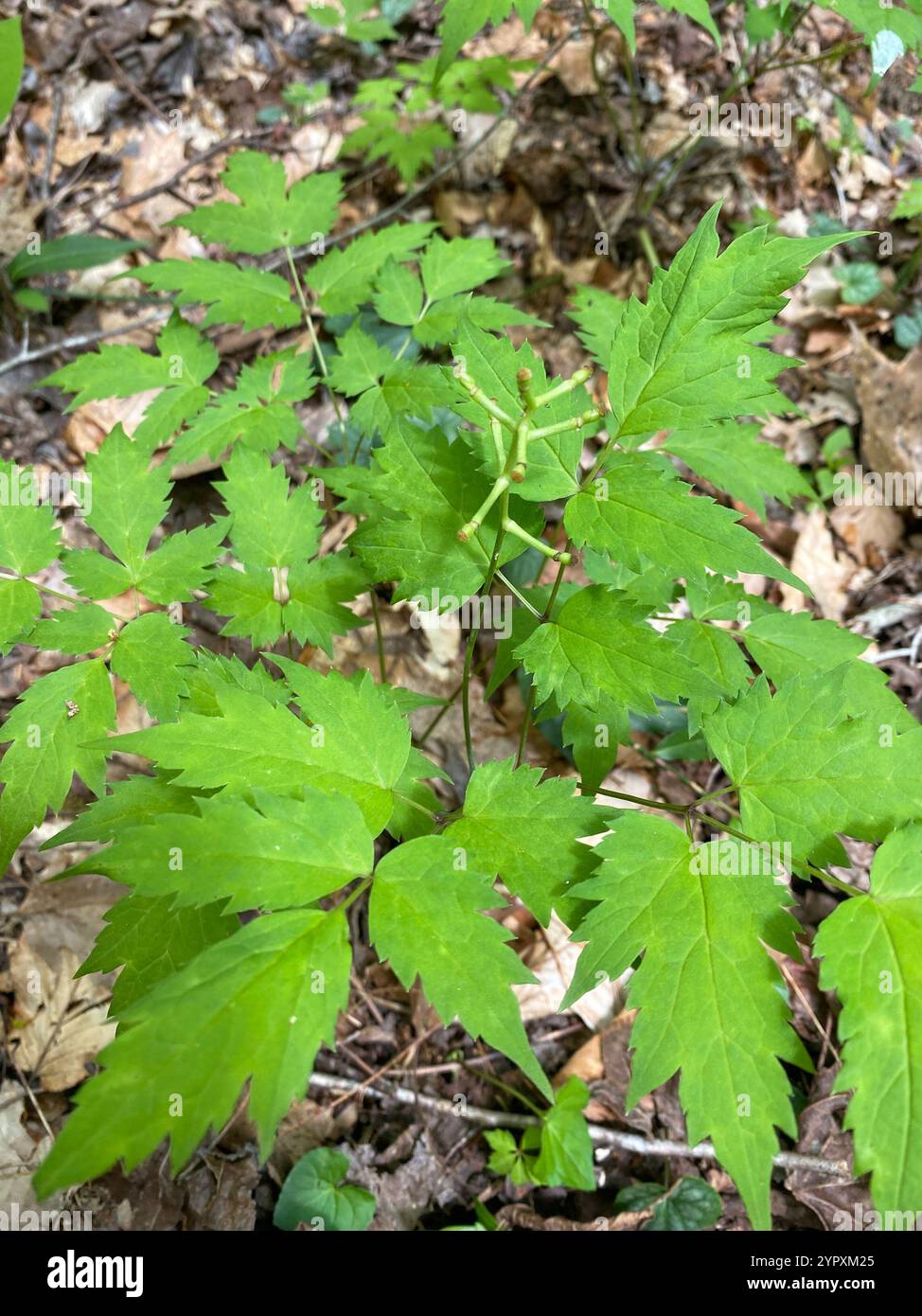 White actaea pachypoda hi-res stock photography and images - Alamy