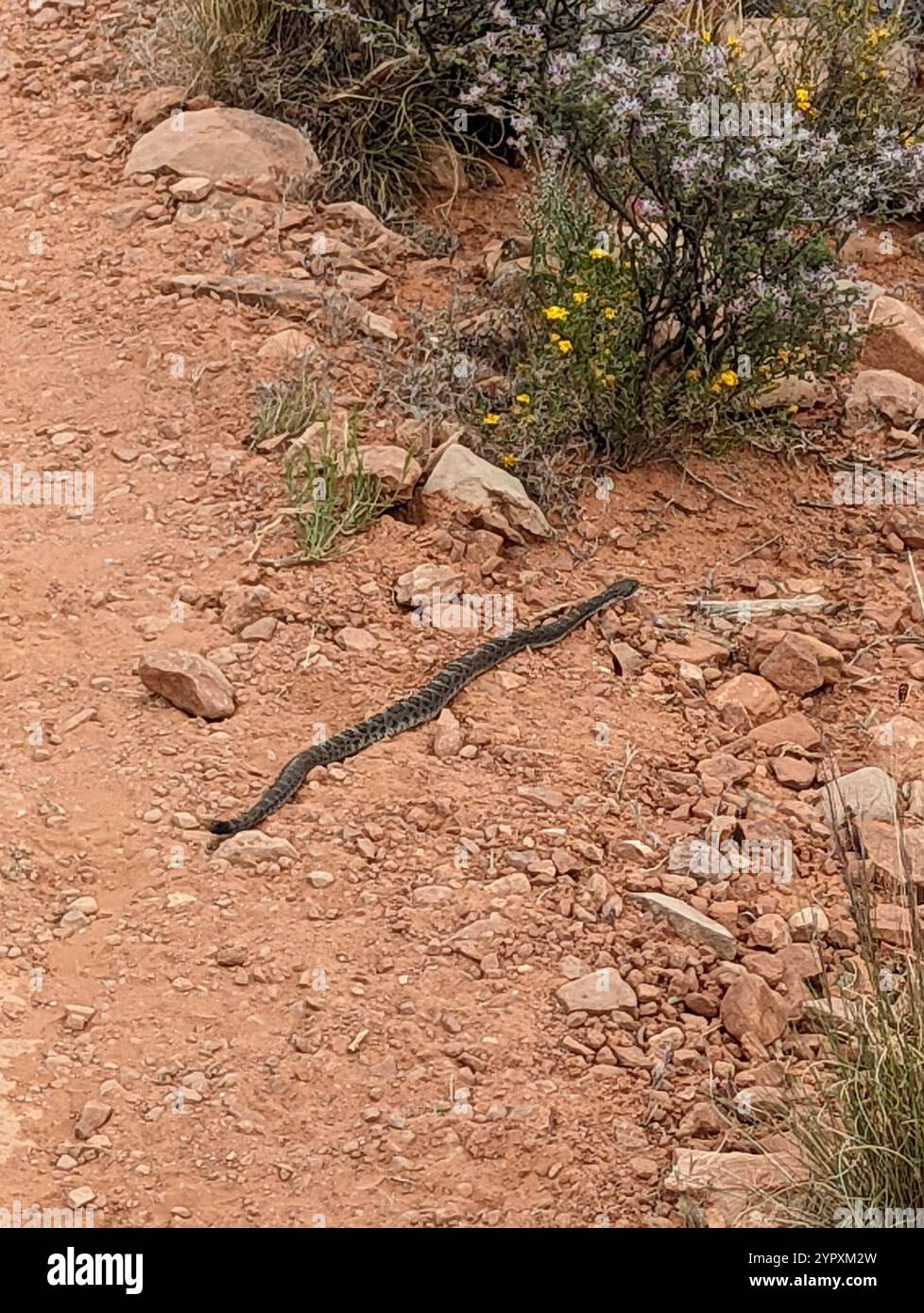 Arizona Black Rattlesnake (Crotalus cerberus Stock Photo - Alamy