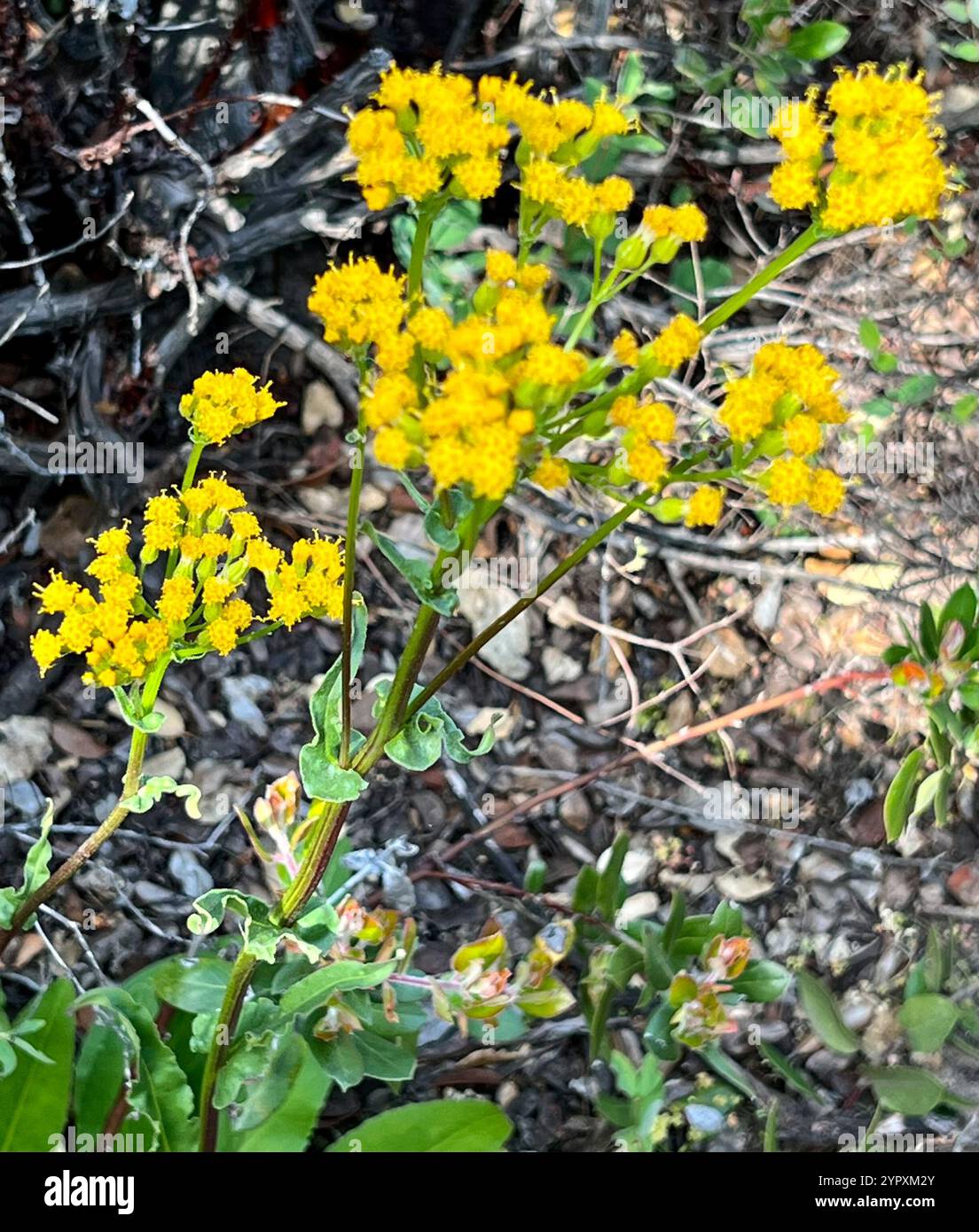 rayless ragwort (Senecio aronicoides Stock Photo - Alamy