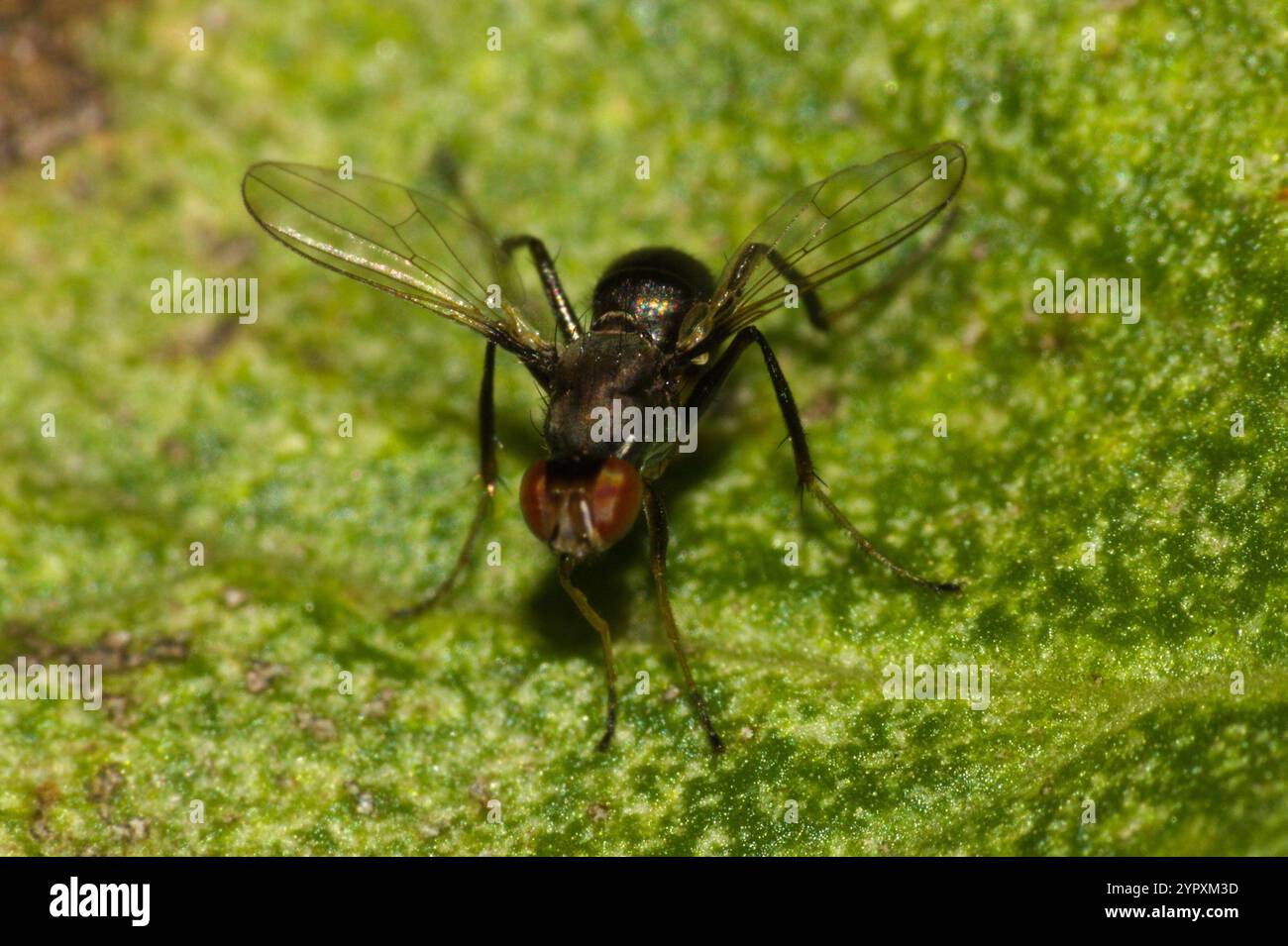 Black Scavenger Flies (Sepsidae Stock Photo - Alamy