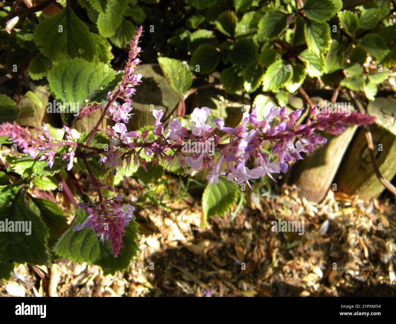 Speckled spur flower hi-res stock photography and images - Alamy