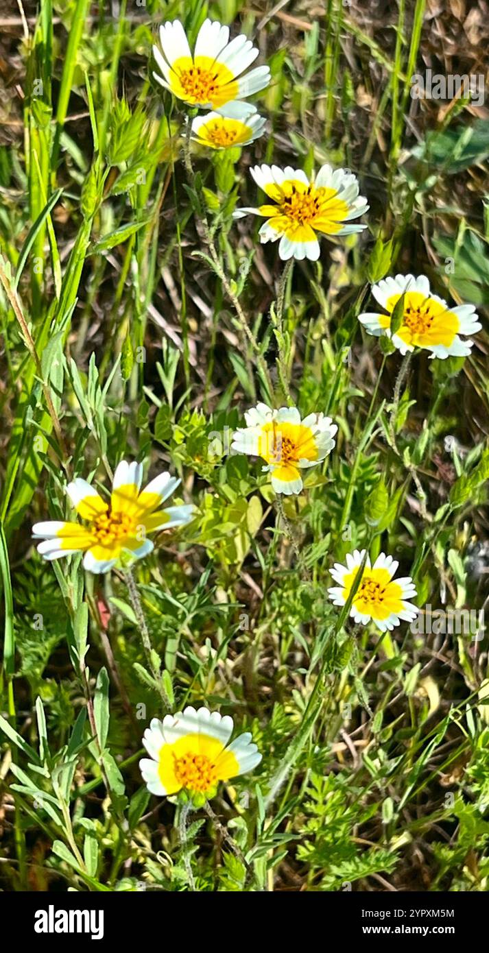 Tidytips hi-res stock photography and images - Alamy