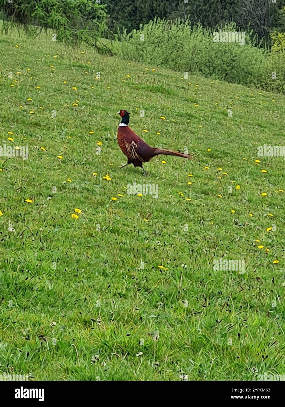 Ring-necked Pheasant (Phasianus colchicus Stock Photo - Alamy