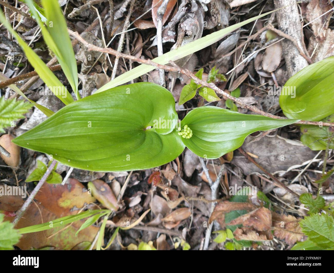 Western Lily of the Valley (Maianthemum dilatatum Stock Photo - Alamy