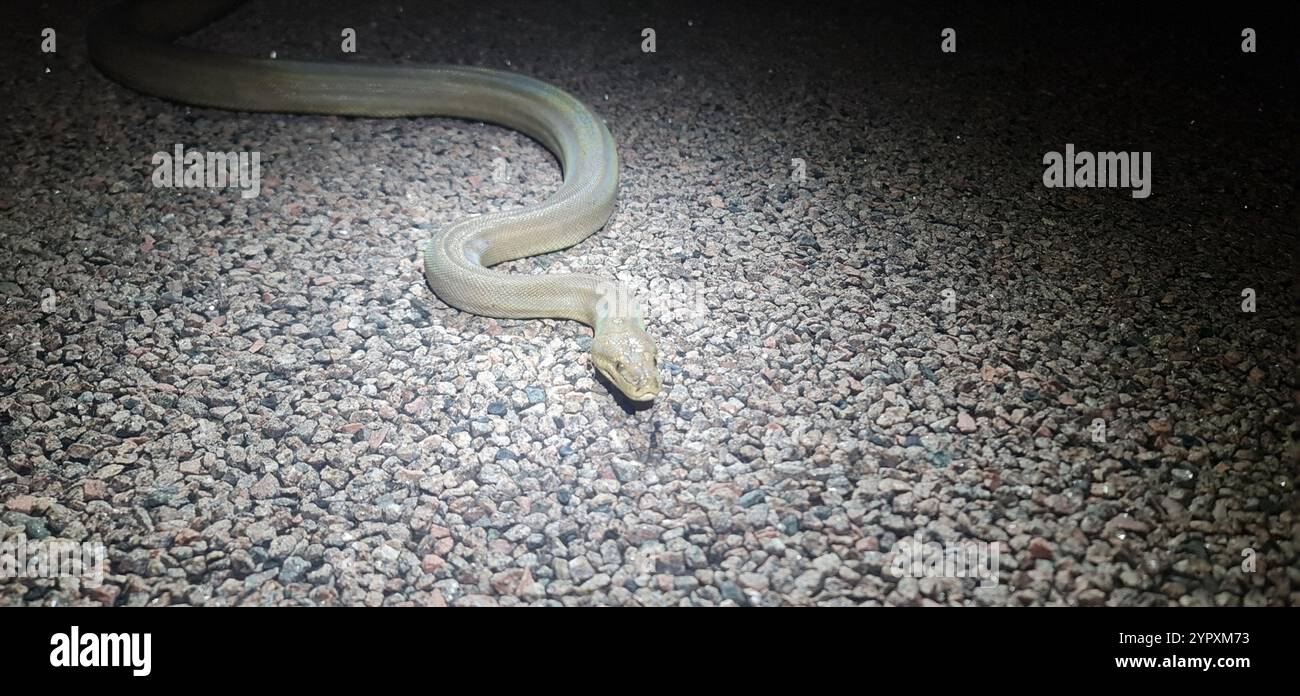 Olive Python (Liasis olivaceus Stock Photo - Alamy