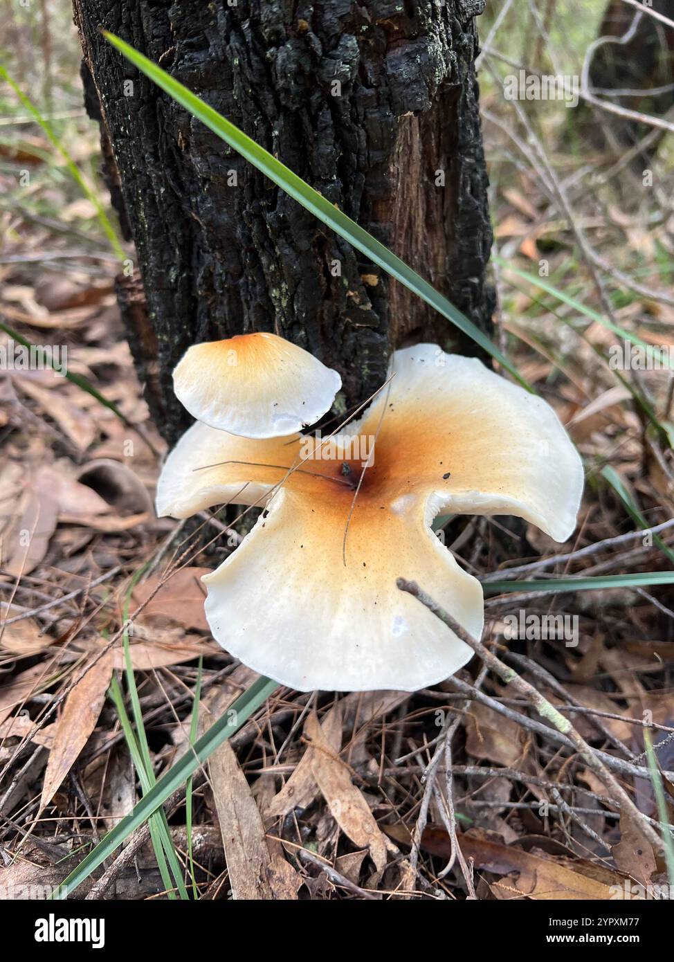 ghost fungus (Omphalotus nidiformis Stock Photo - Alamy